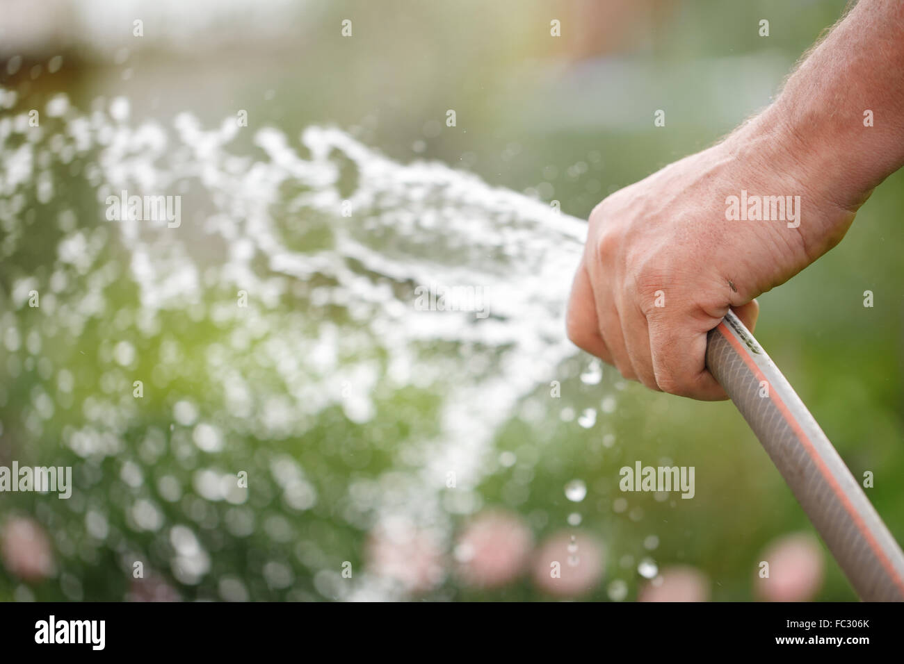 Holding water rubber hose tube. Watering Stock Photo - Alamy
