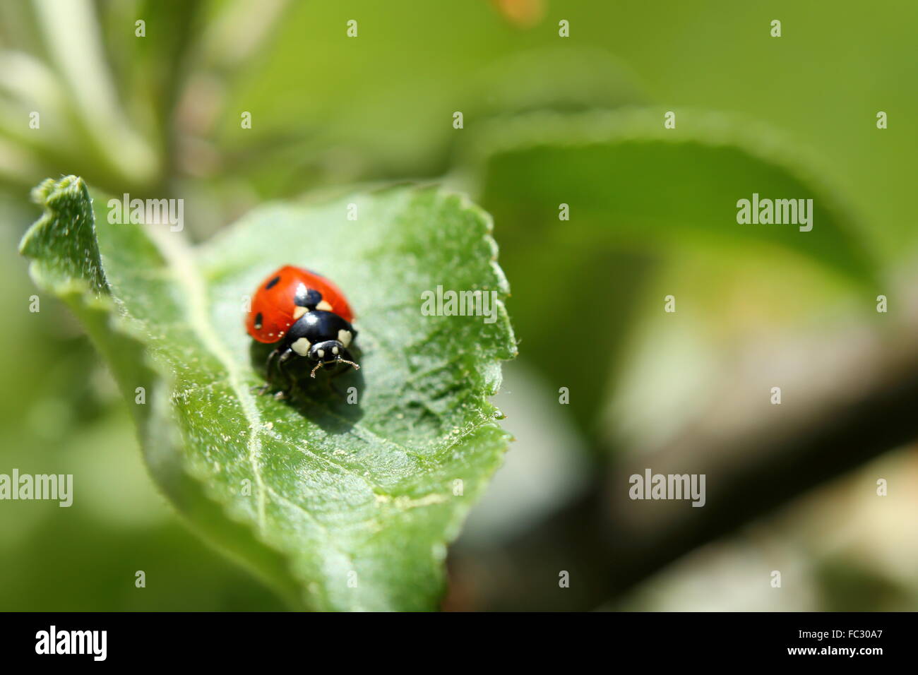 lady bug on leave Stock Photo - Alamy