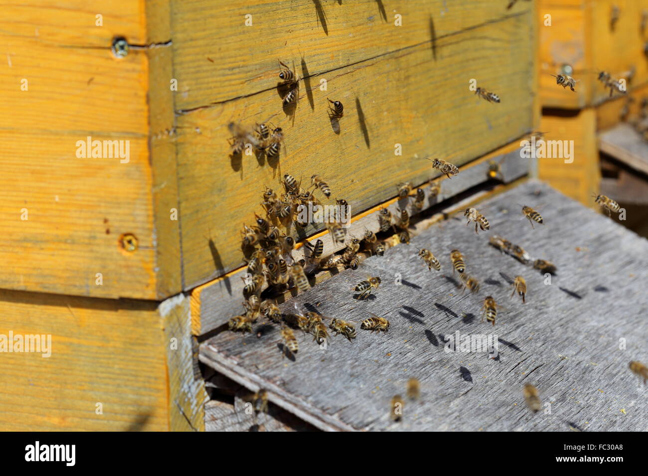 Bee cell sun hi-res stock photography and images - Alamy