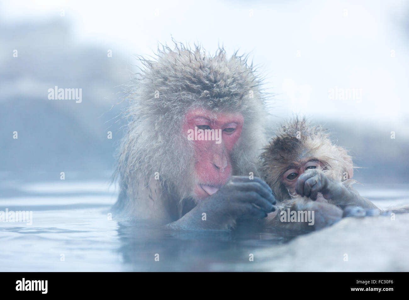 Snow monkey Macaque Onsen Stock Photo - Alamy