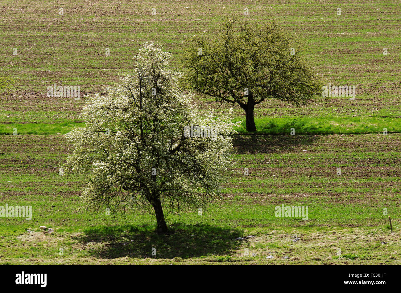 Fruit trees in the spring from the Air Stock Photo - Alamy