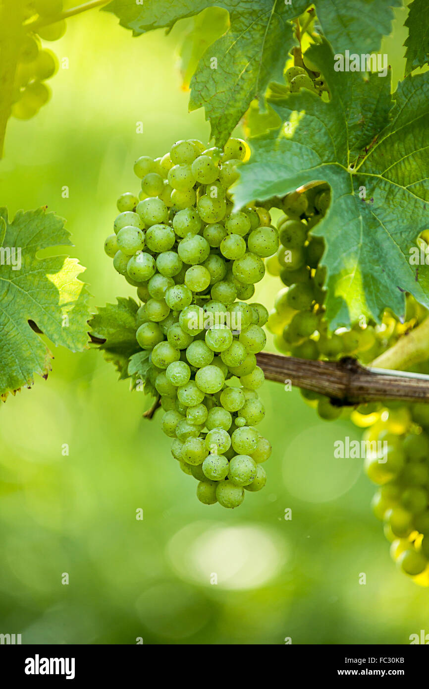 Grapes (Vitis vinifera Stock Photo - Alamy