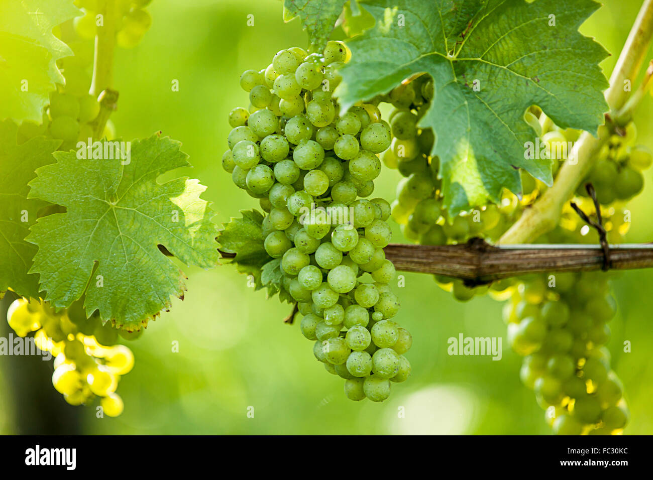 Grapes (Vitis vinifera Stock Photo - Alamy