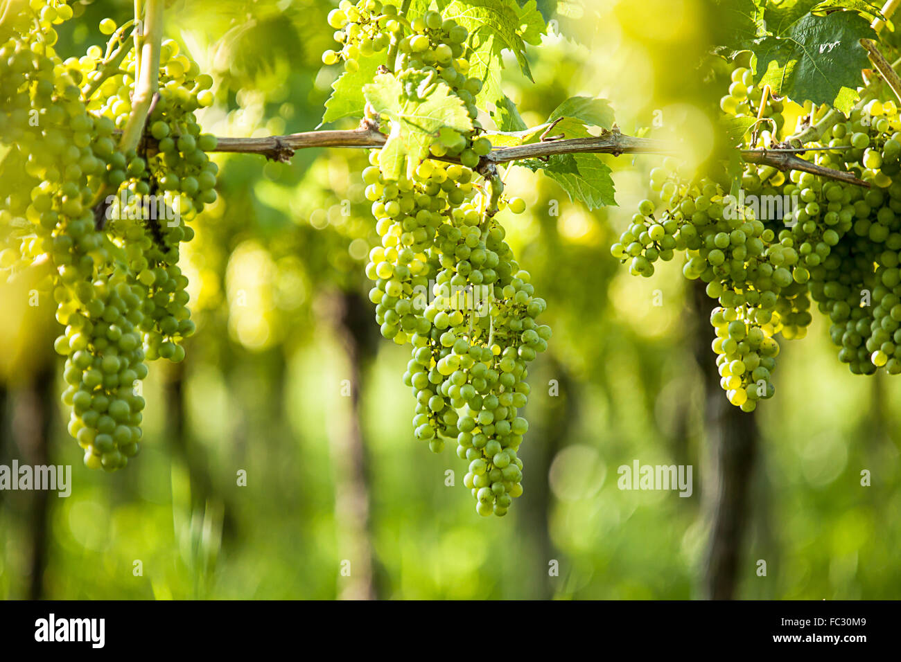 Grapes (Vitis vinifera Stock Photo - Alamy