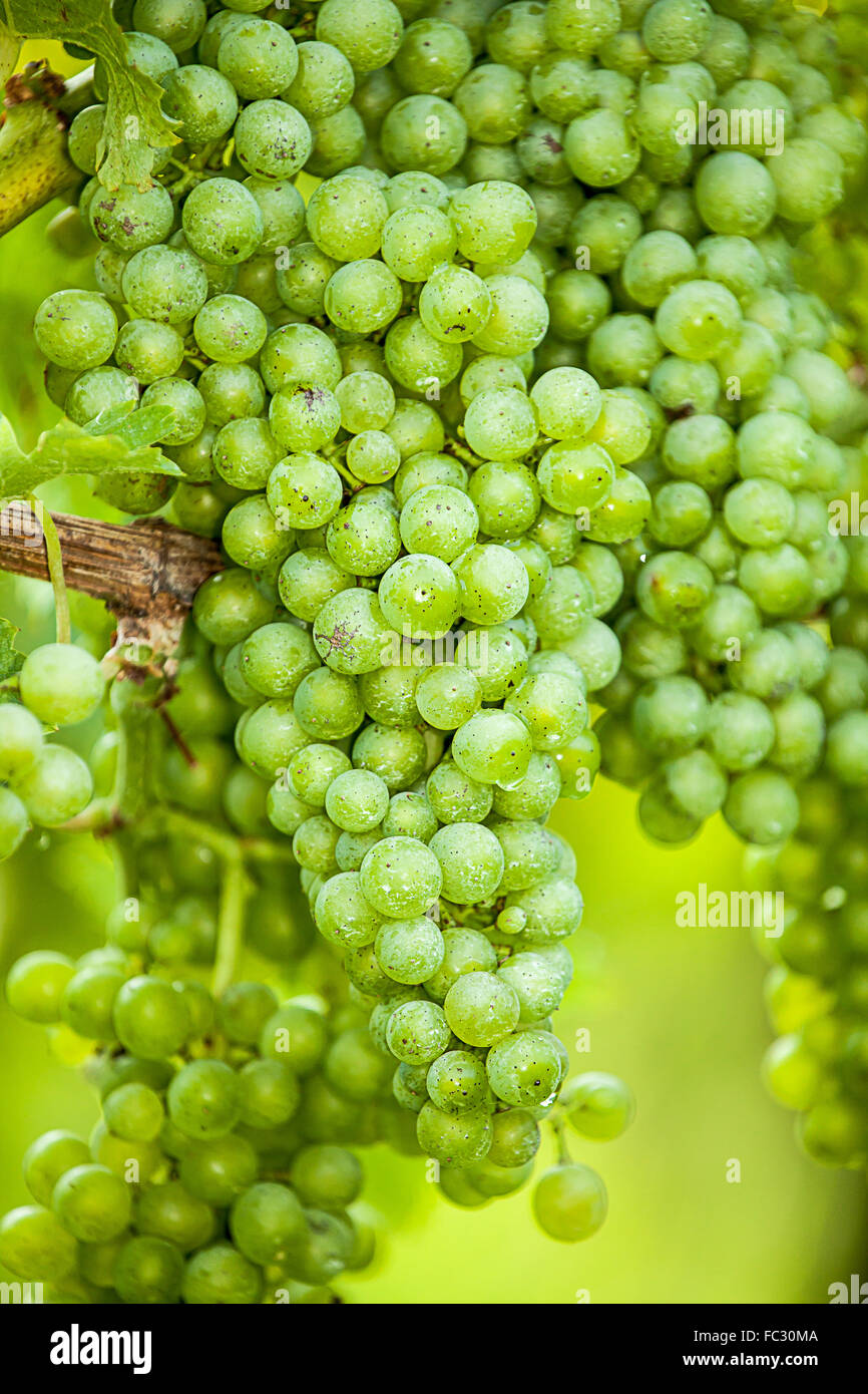 Grapes (Vitis vinifera Stock Photo - Alamy