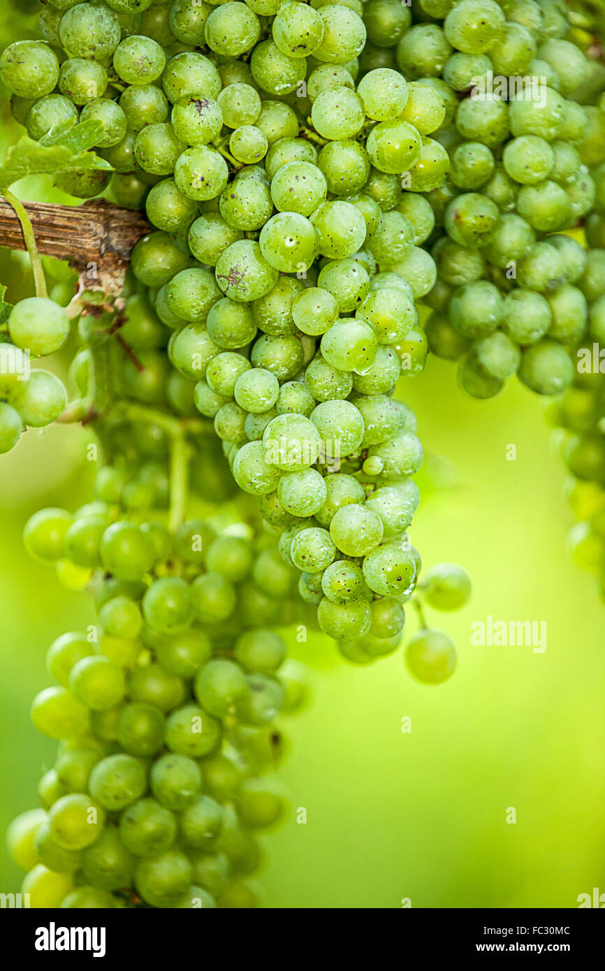 Blutbildung High Resolution Stock Photography and Images - Alamy