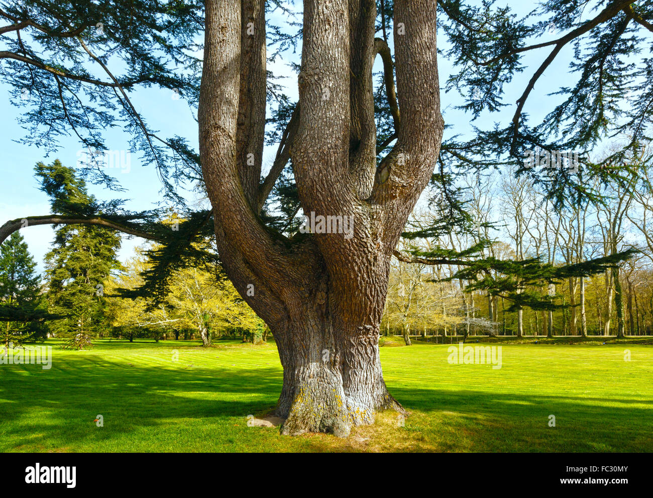 Big old tree in spring park Stock Photo - Alamy