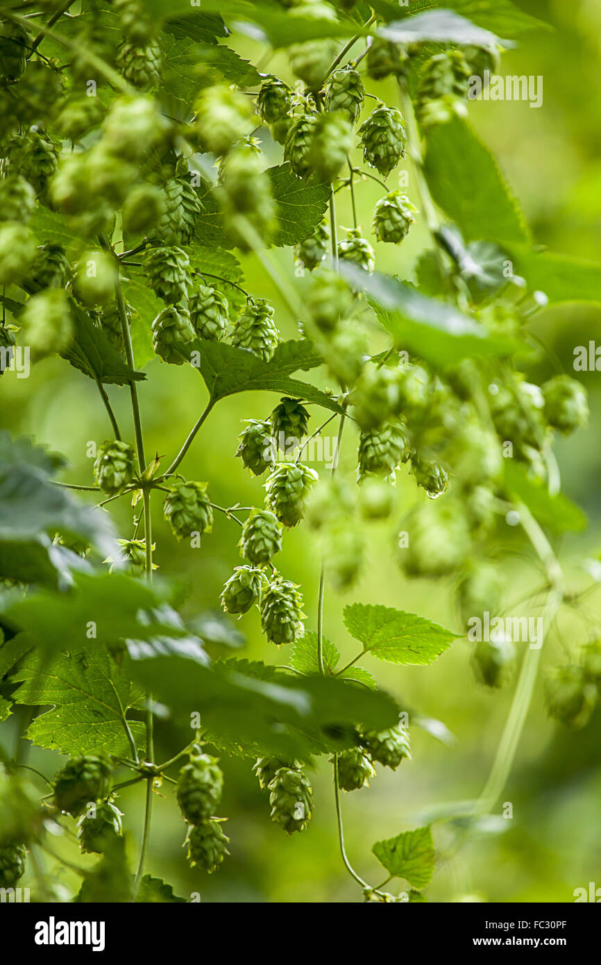 Hop (Humulus lupulus Stock Photo - Alamy