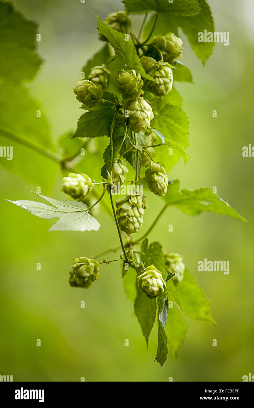 Hop (Humulus lupulus Stock Photo - Alamy