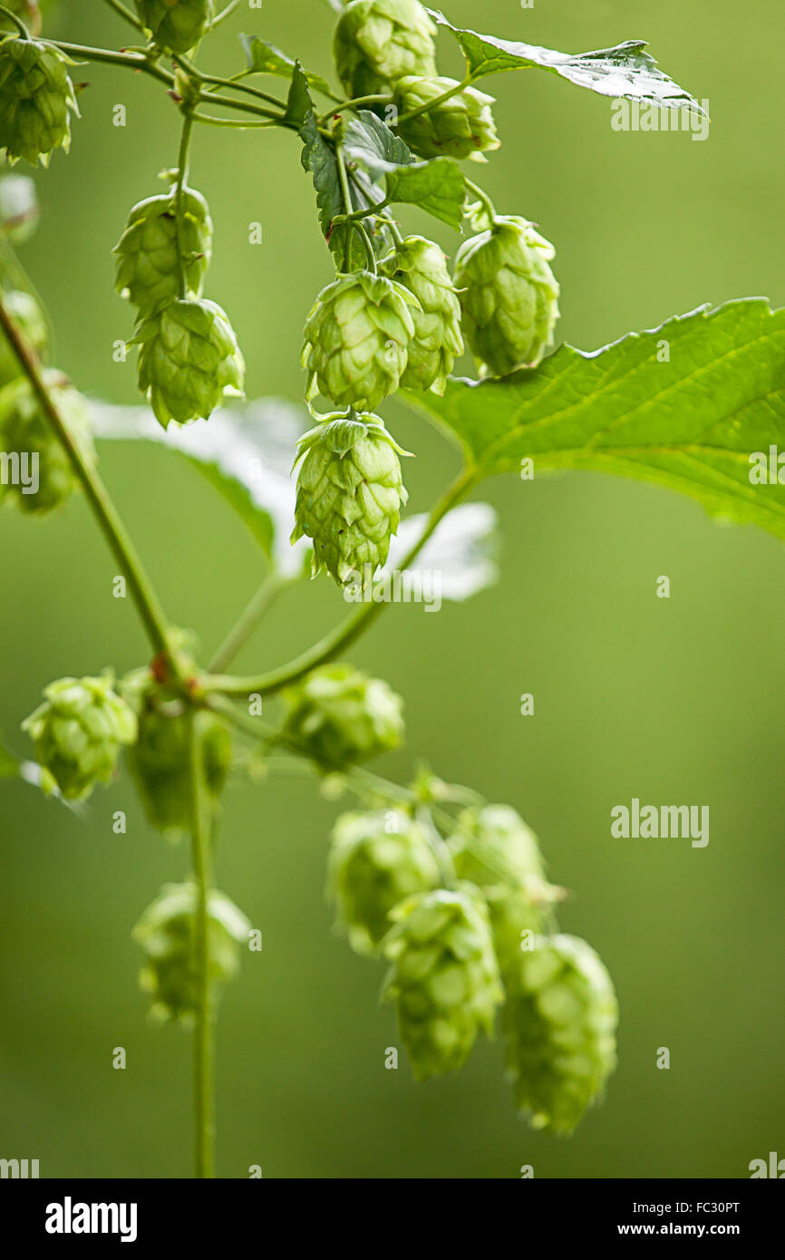 Hop (Humulus lupulus Stock Photo - Alamy