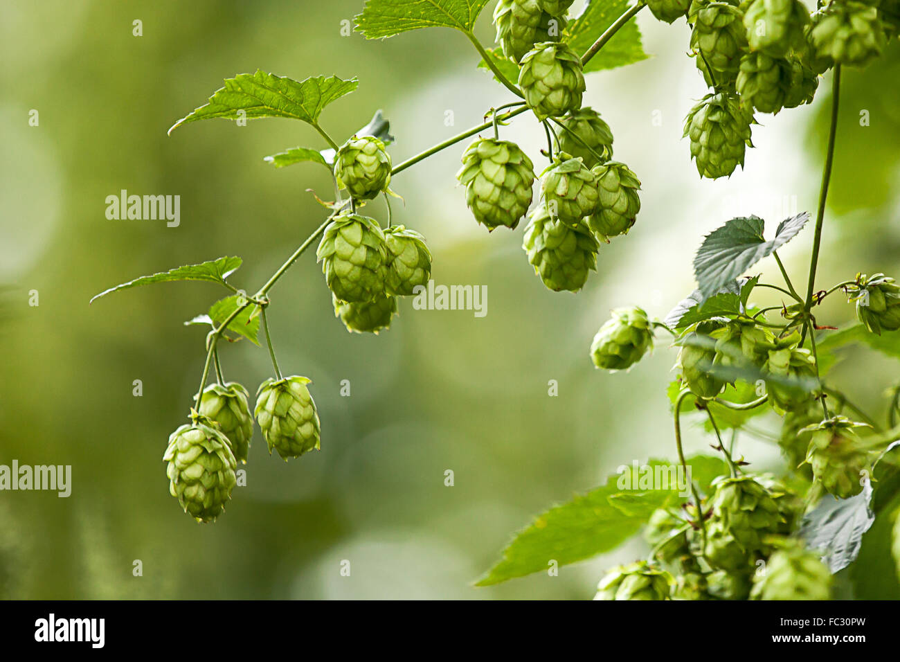 Hop (Humulus lupulus Stock Photo - Alamy