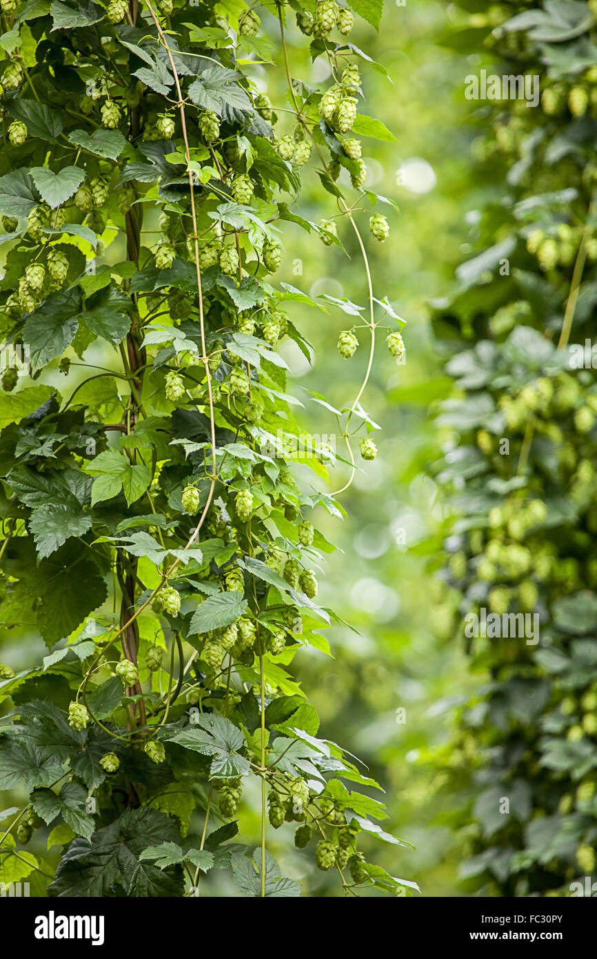 Hop (Humulus lupulus Stock Photo - Alamy