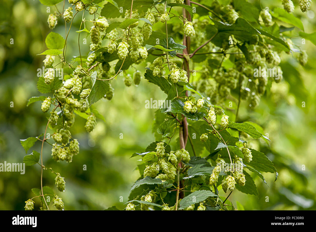 Hop (Humulus lupulus Stock Photo - Alamy