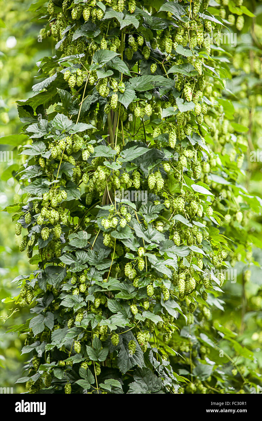 Hop (Humulus lupulus Stock Photo - Alamy