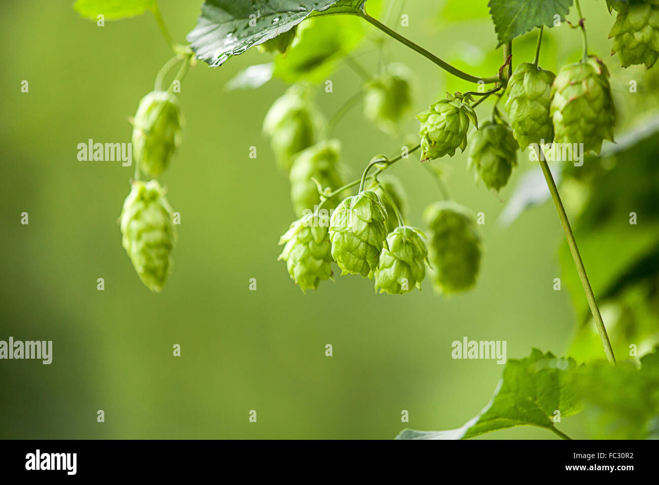 Hop (Humulus lupulus Stock Photo - Alamy