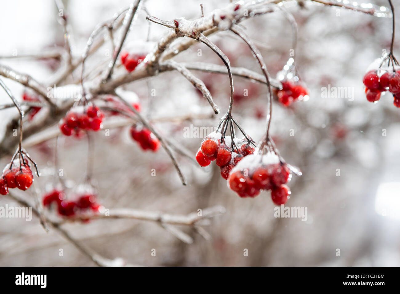 Red rowan tree in winter forest Stock Photo - Alamy
