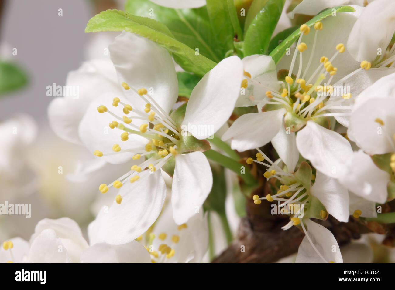 Breaking of spring Stock Photo - Alamy