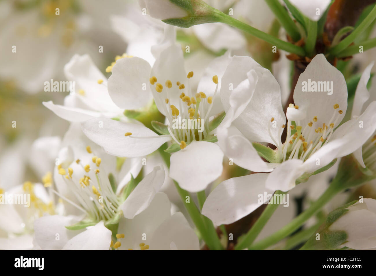 Breaking of spring Stock Photo - Alamy