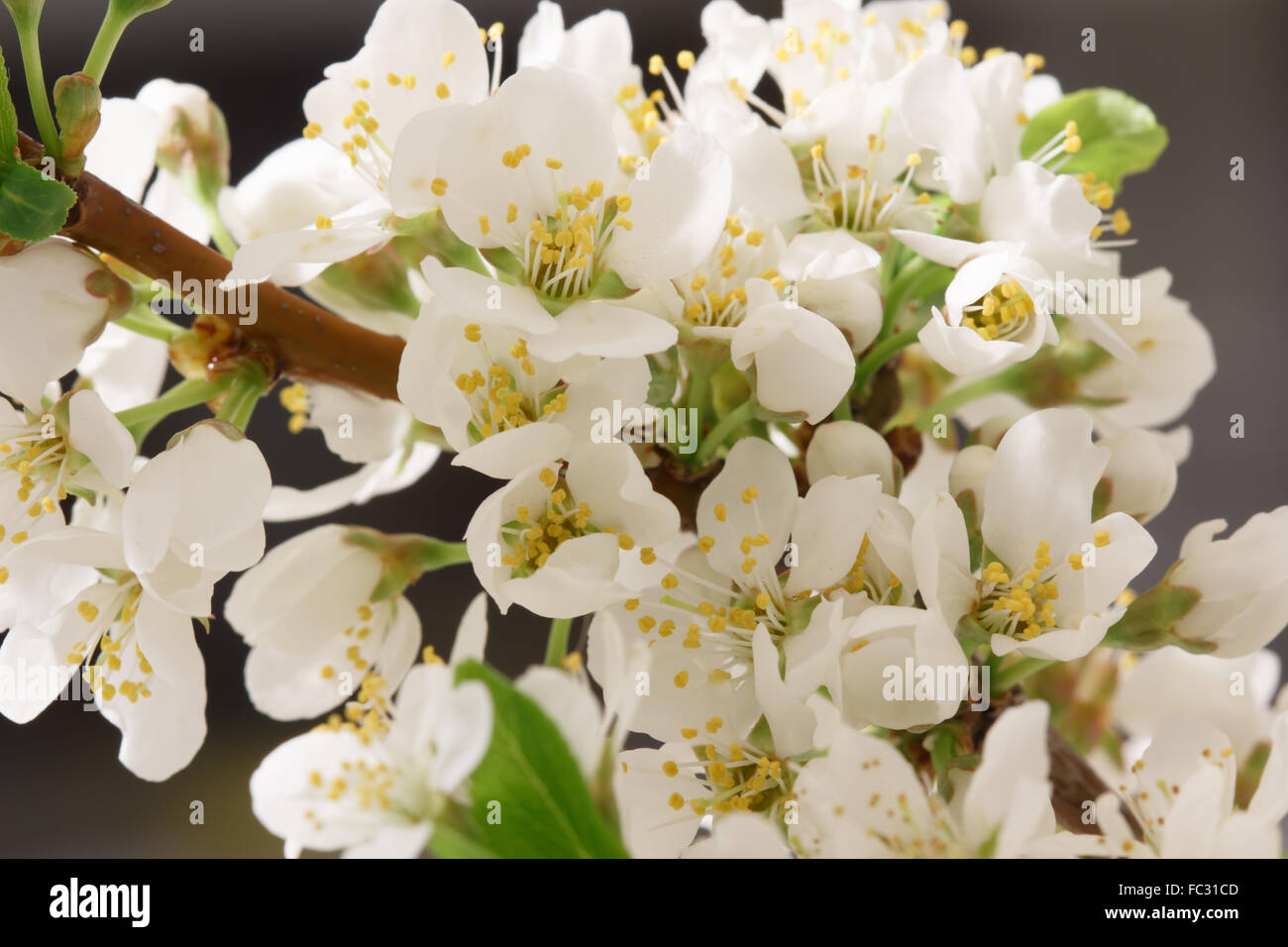 Spring verdure hi-res stock photography and images - Alamy