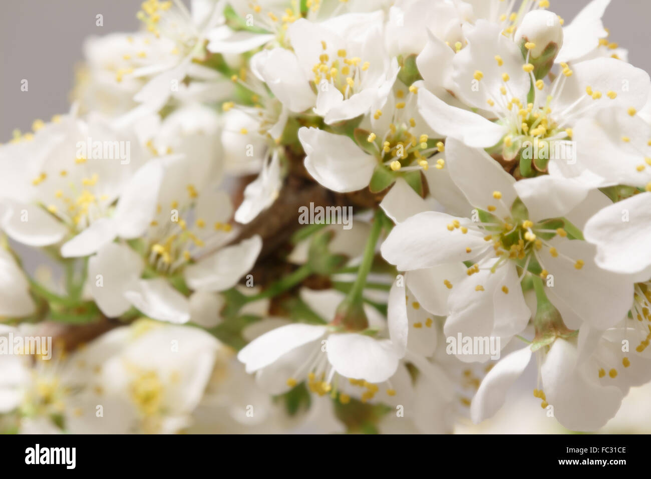 Breaking of spring Stock Photo - Alamy