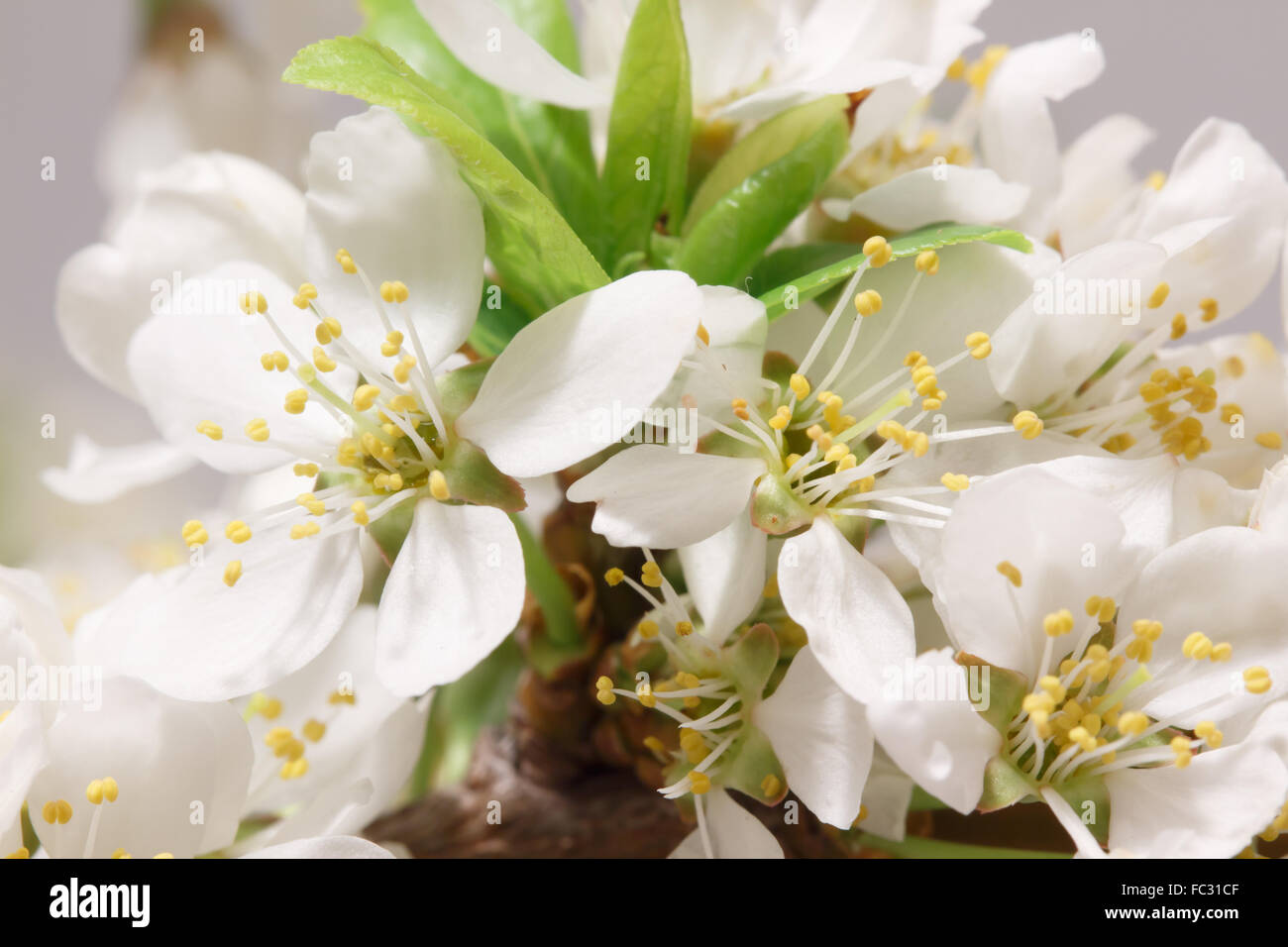 Breaking of spring Stock Photo - Alamy