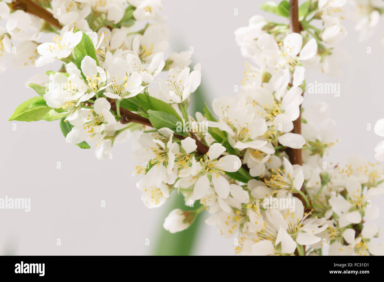 Breaking of spring Stock Photo - Alamy