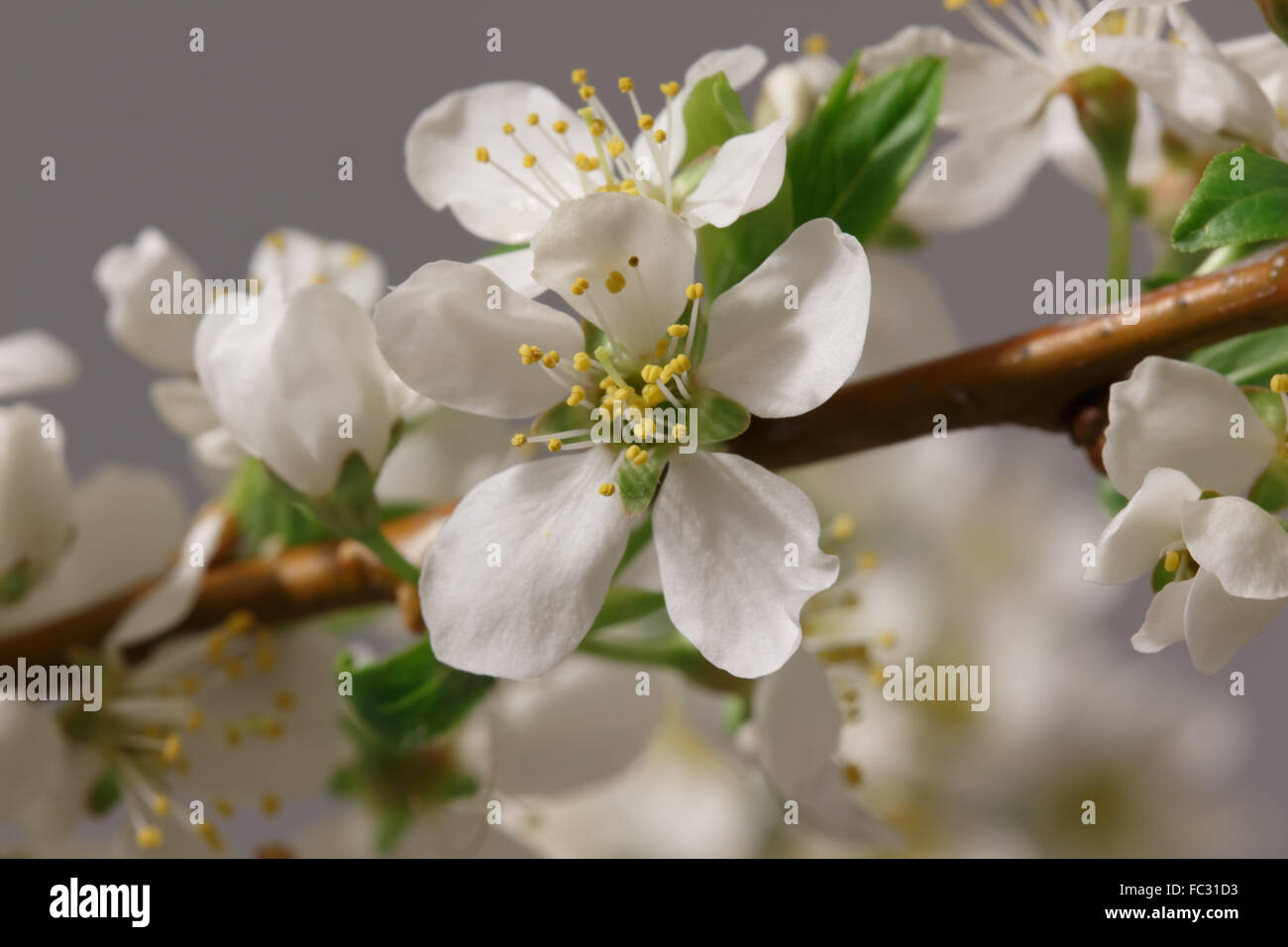 Breaking of spring Stock Photo - Alamy
