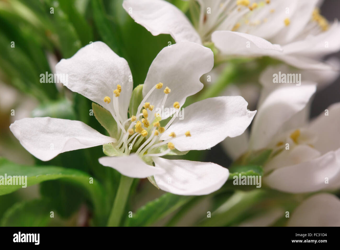 Spring verdure hi-res stock photography and images - Alamy