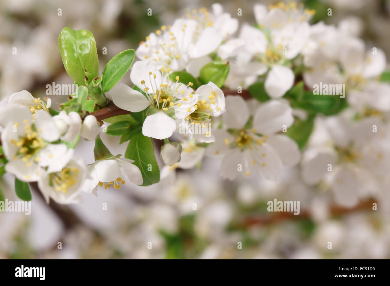 Breaking of spring Stock Photo - Alamy