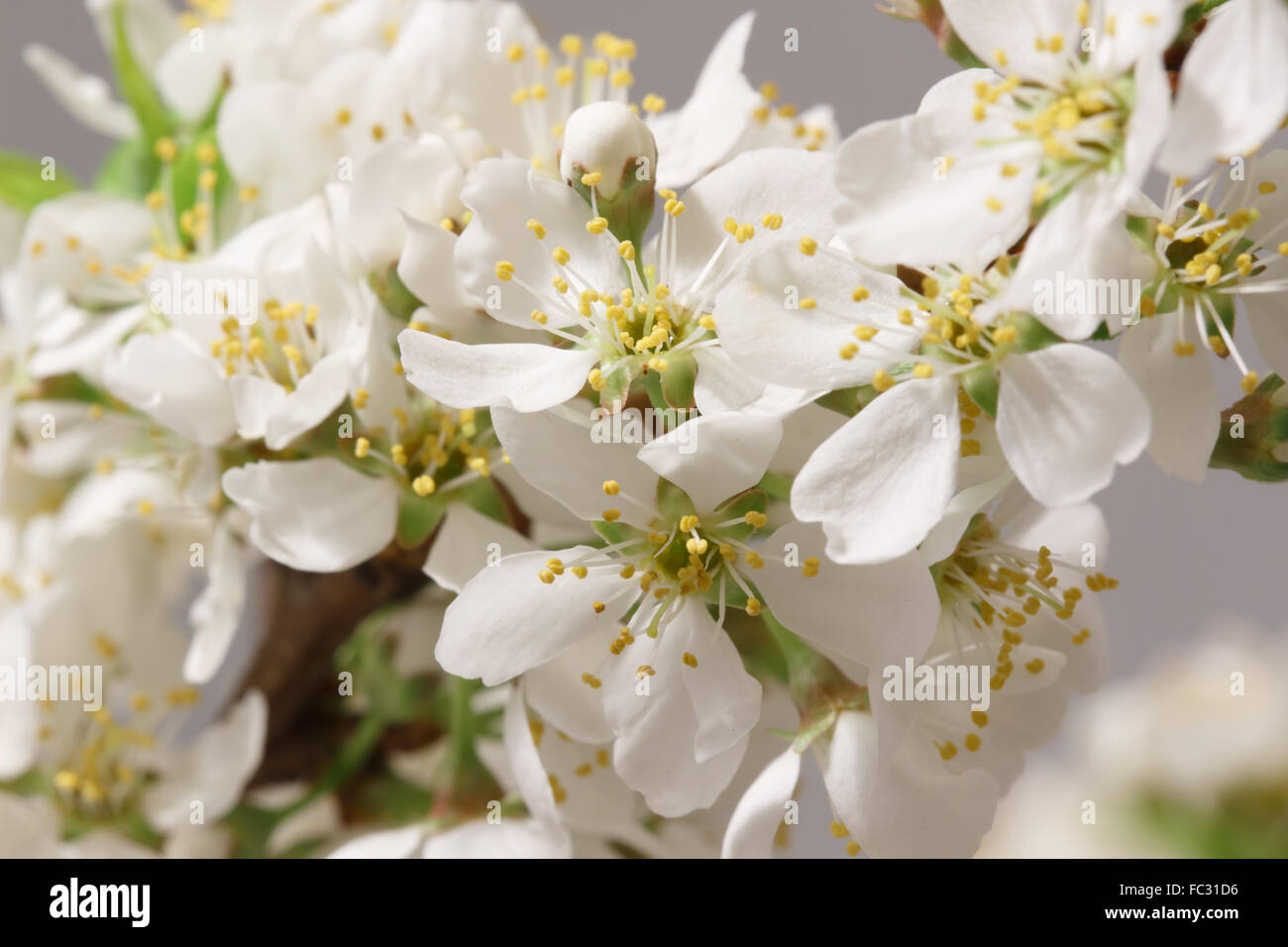 Breaking of spring Stock Photo - Alamy