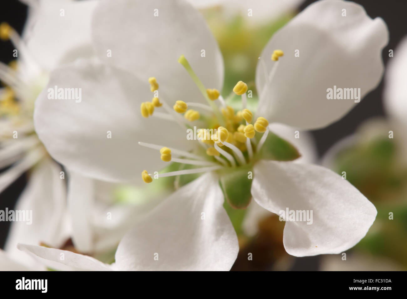 Breaking of spring Stock Photo - Alamy