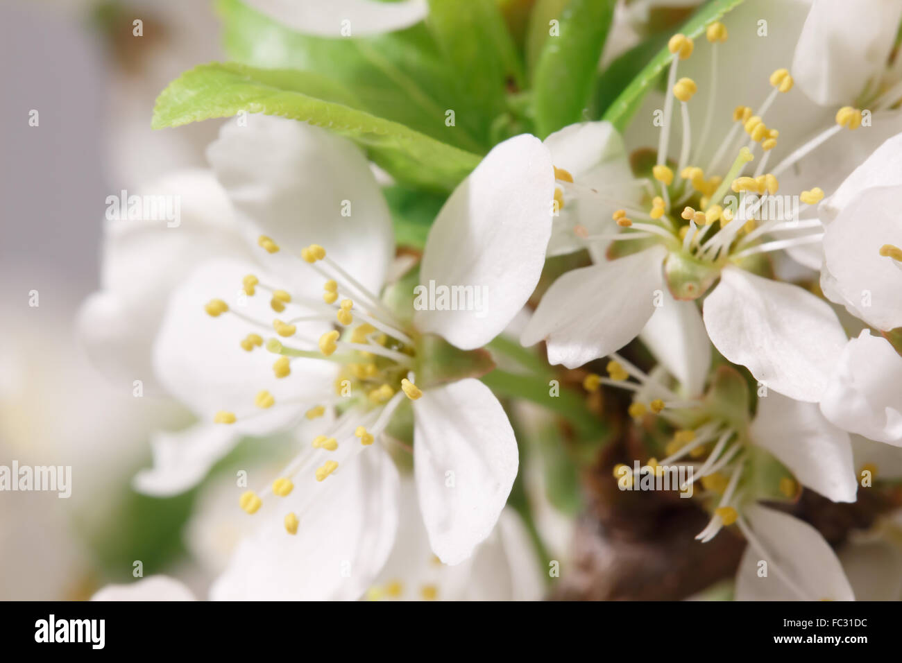 Breaking of spring Stock Photo - Alamy