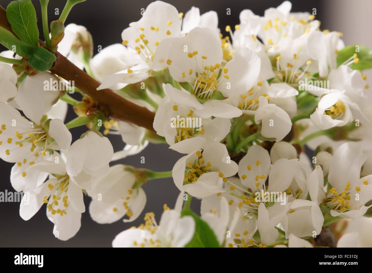 Flowering pla hi-res stock photography and images - Alamy