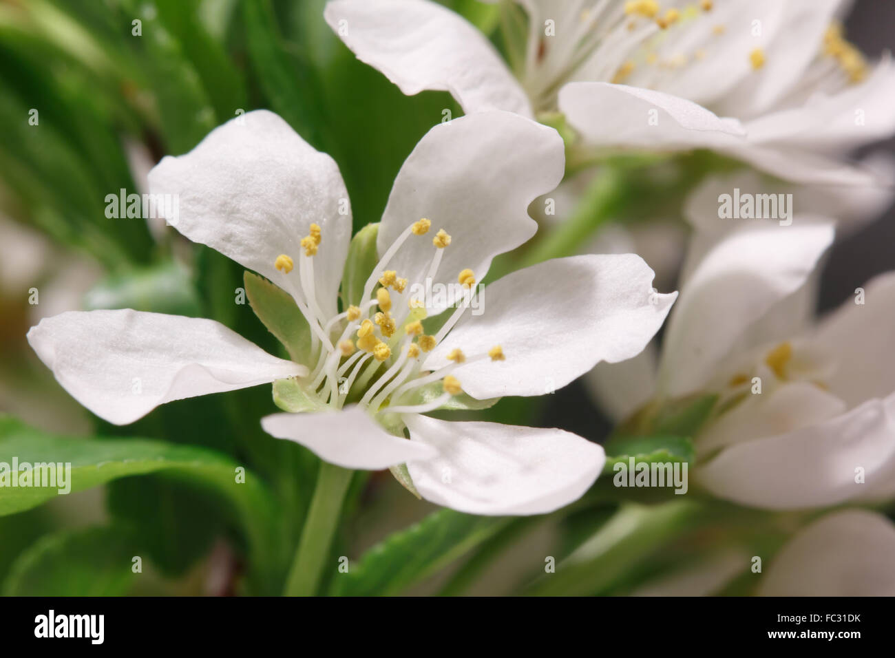 Breaking of spring Stock Photo - Alamy