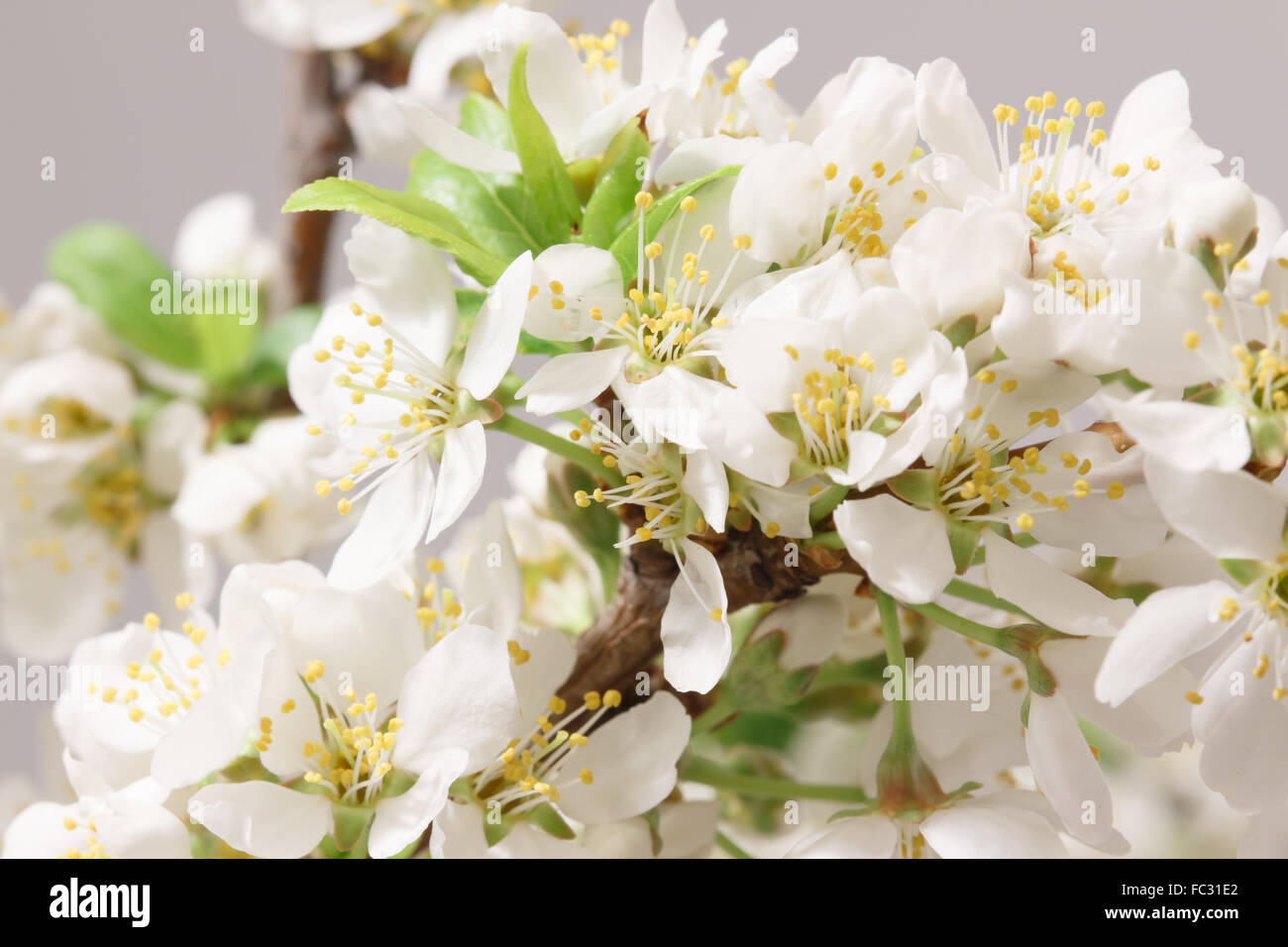 Breaking of spring Stock Photo - Alamy