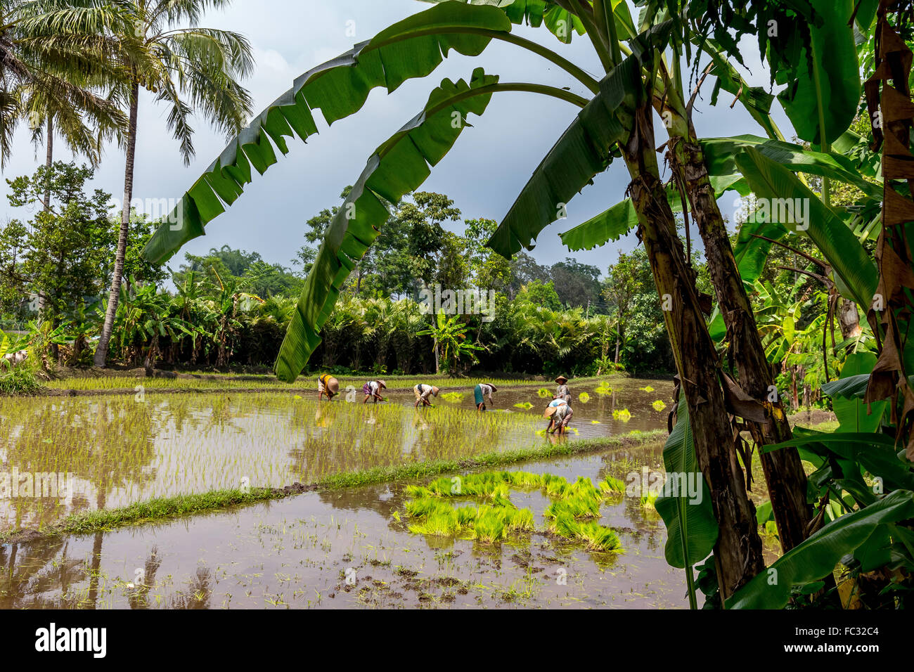 Women planting rice in paddy field hi-res stock photography and images ...