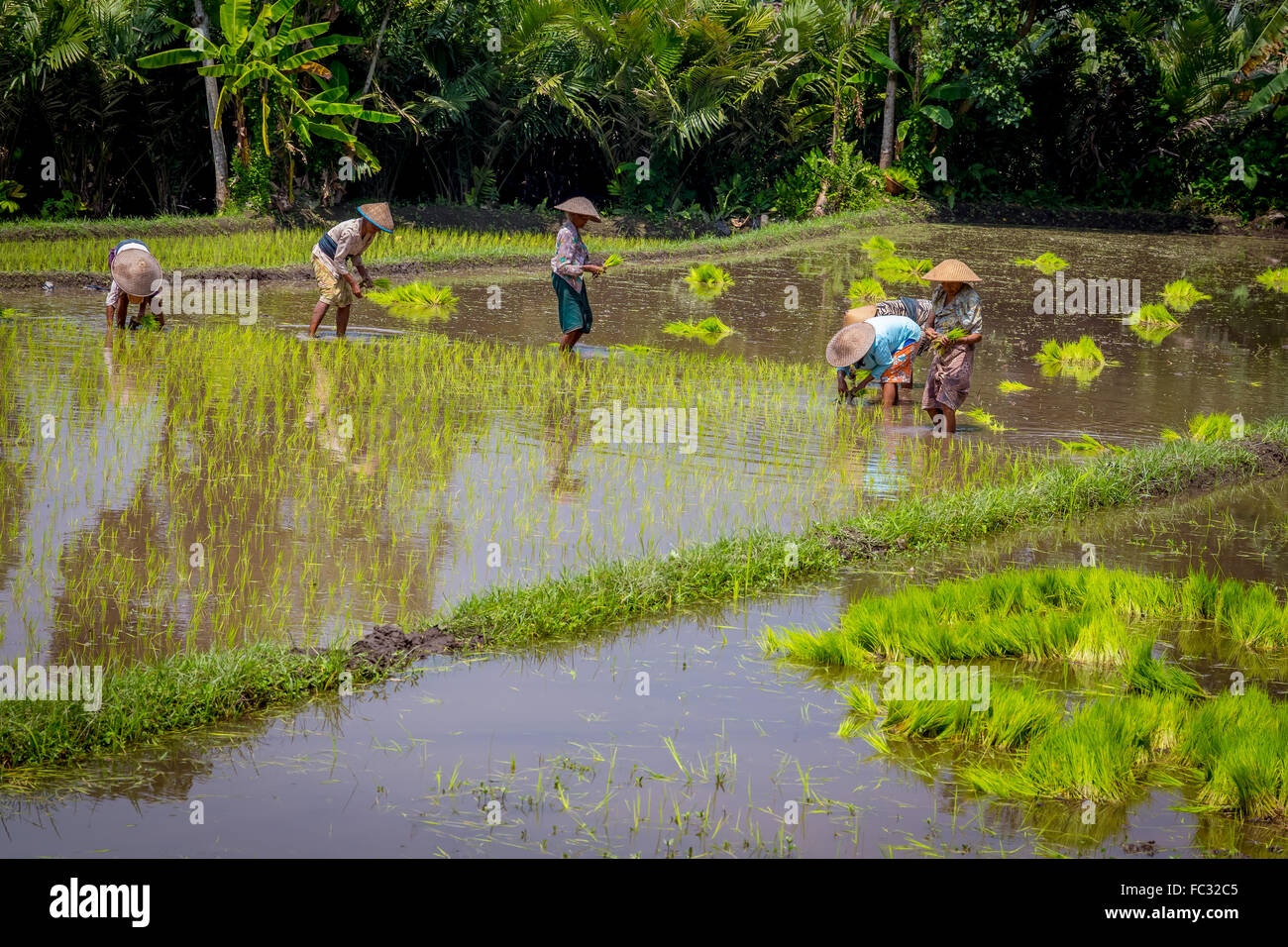 Women agriculture workers in paddy hi-res stock photography and images ...