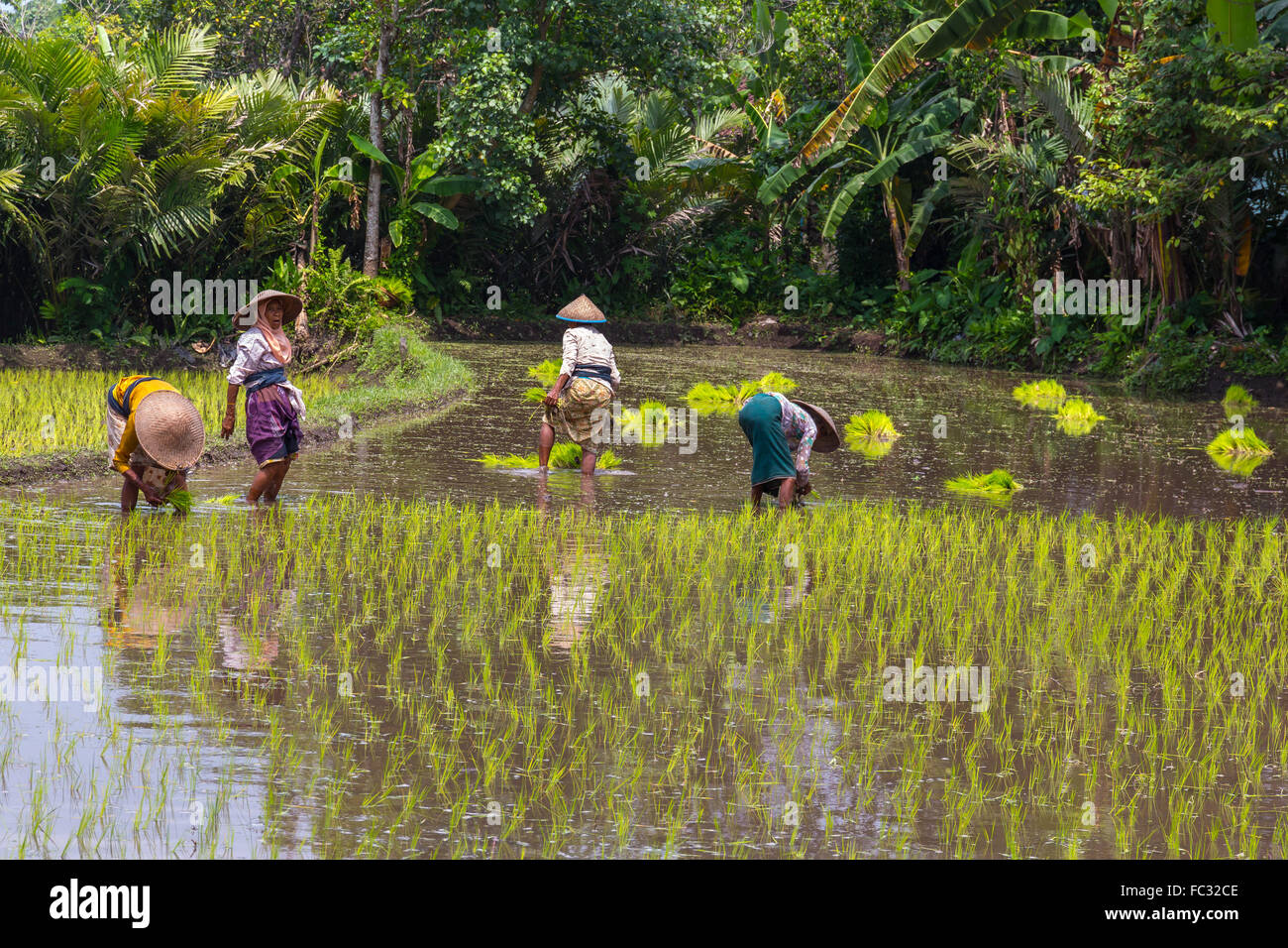 Female workers planting rice in village nearby volcano Merapi. Java ...