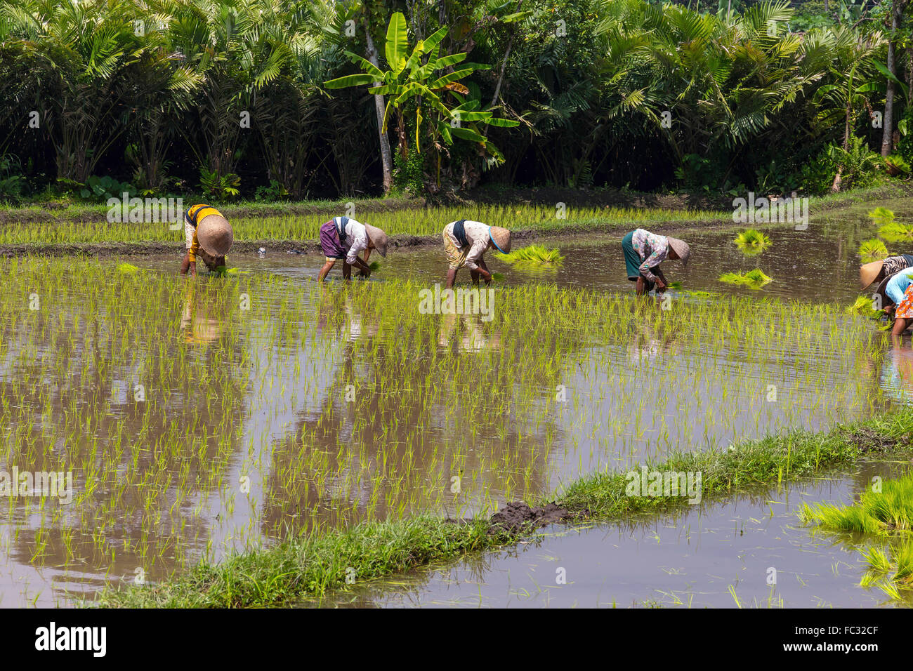 Female workers planting rice in village nearby volcano Merapi. Java ...