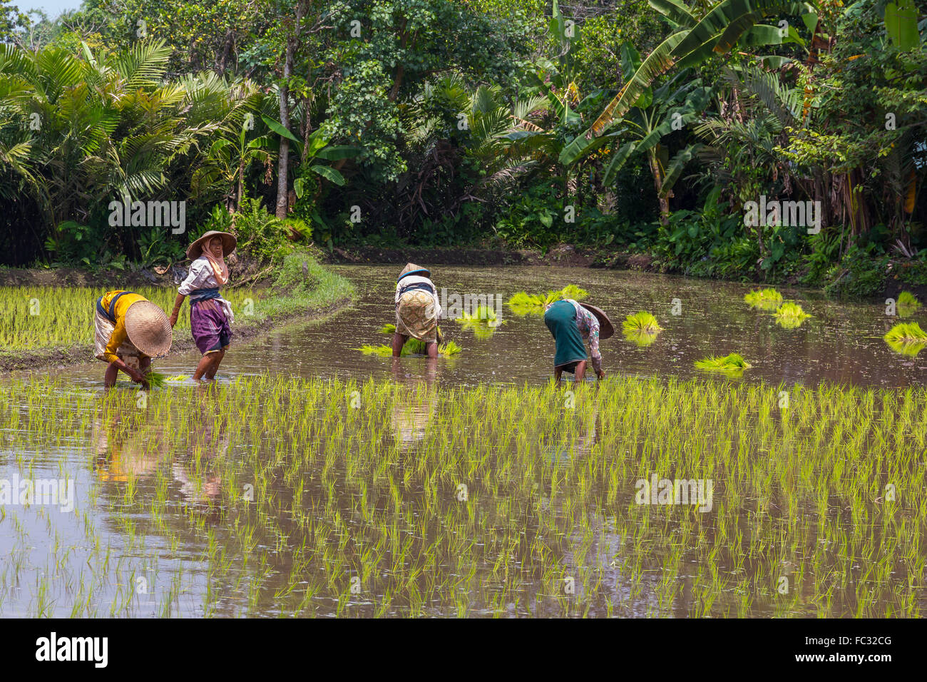 Women planting rice in paddy field hi-res stock photography and images ...