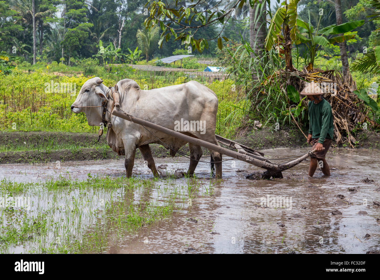 Farmer plowing a paddy in village nearby volcano Merapi. Java Indonesia ...