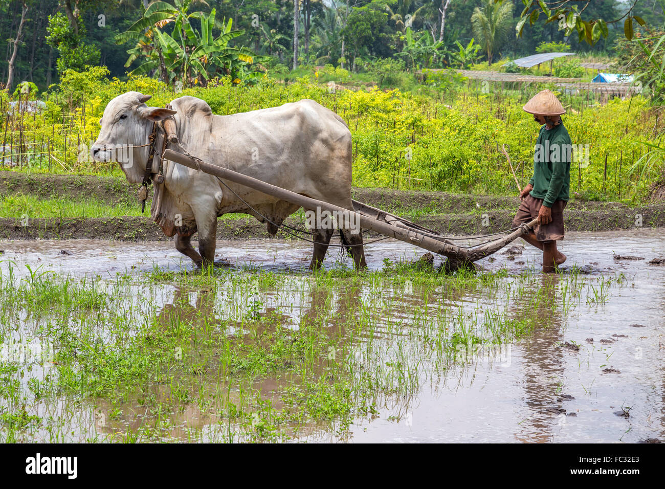 Farmer plowing a paddy in village nearby volcano Merapi. Java Indonesia ...