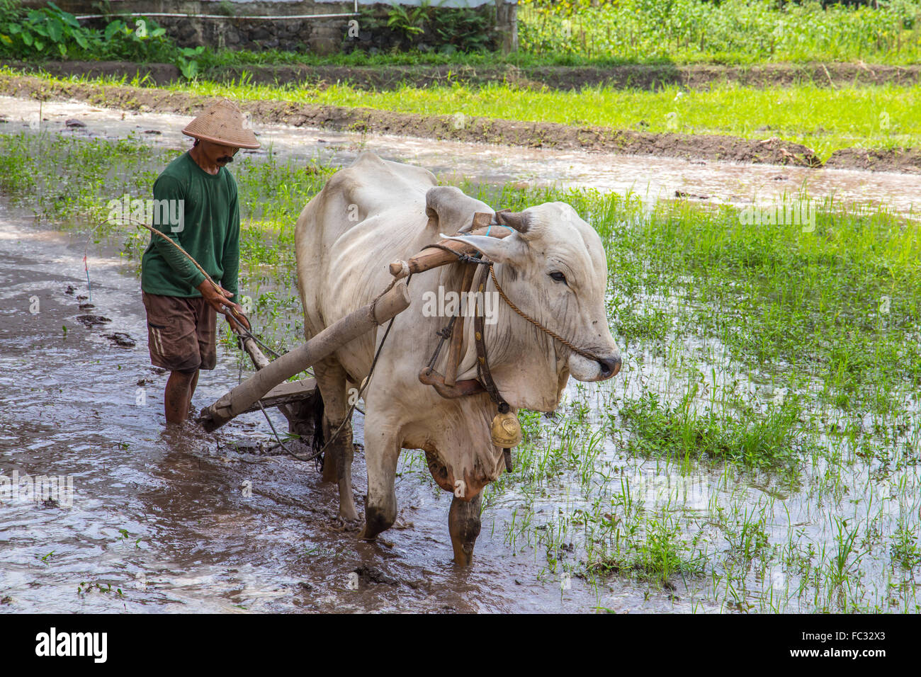 Farmer plowing a paddy in village nearby volcano Merapi. Java Indonesia ...