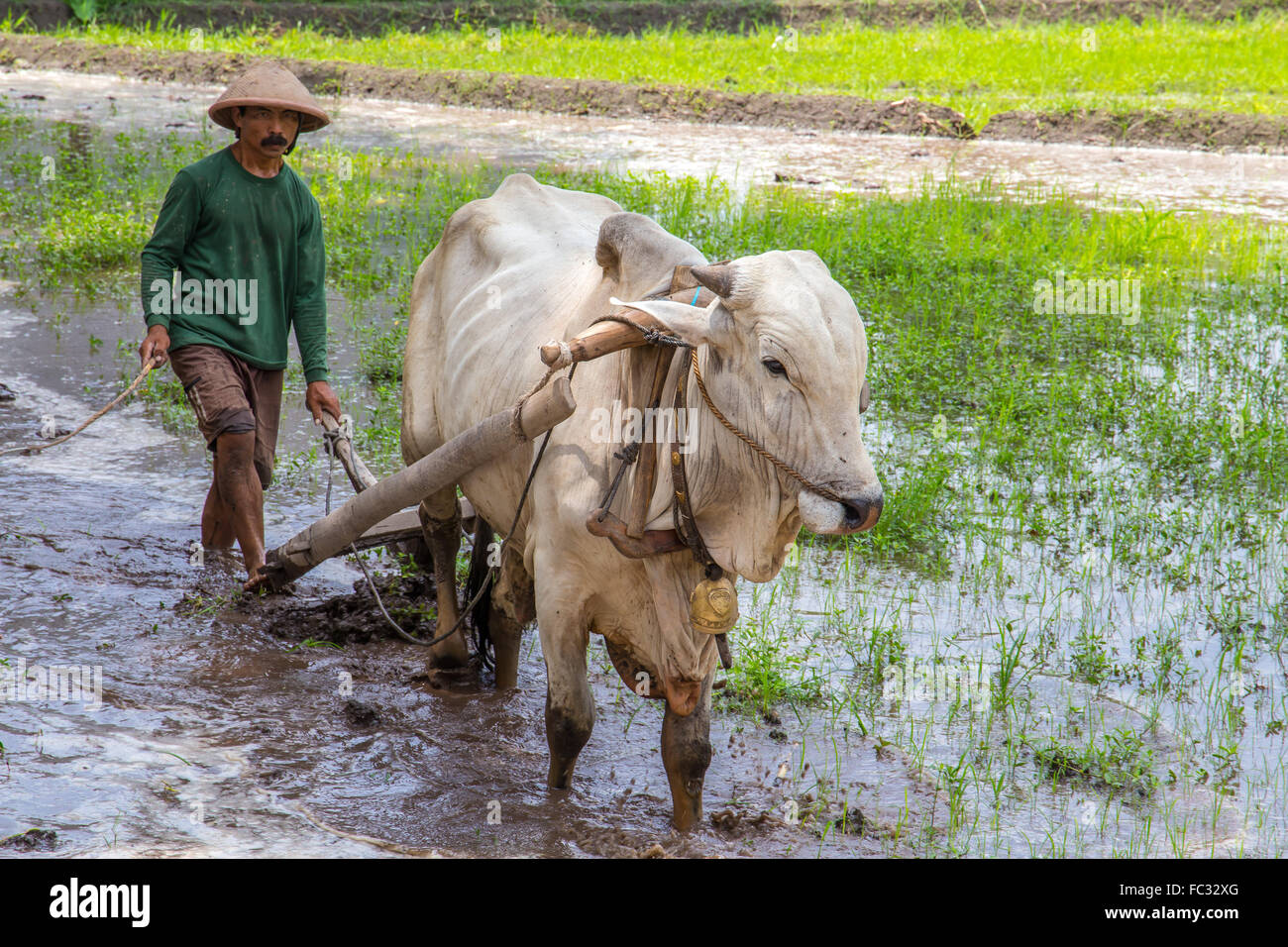 Merapi volcano farmer hi-res stock photography and images - Alamy