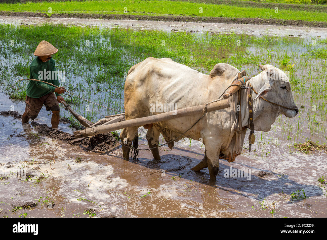 Farmer plowing a paddy in village nearby volcano Merapi. Java Indonesia ...