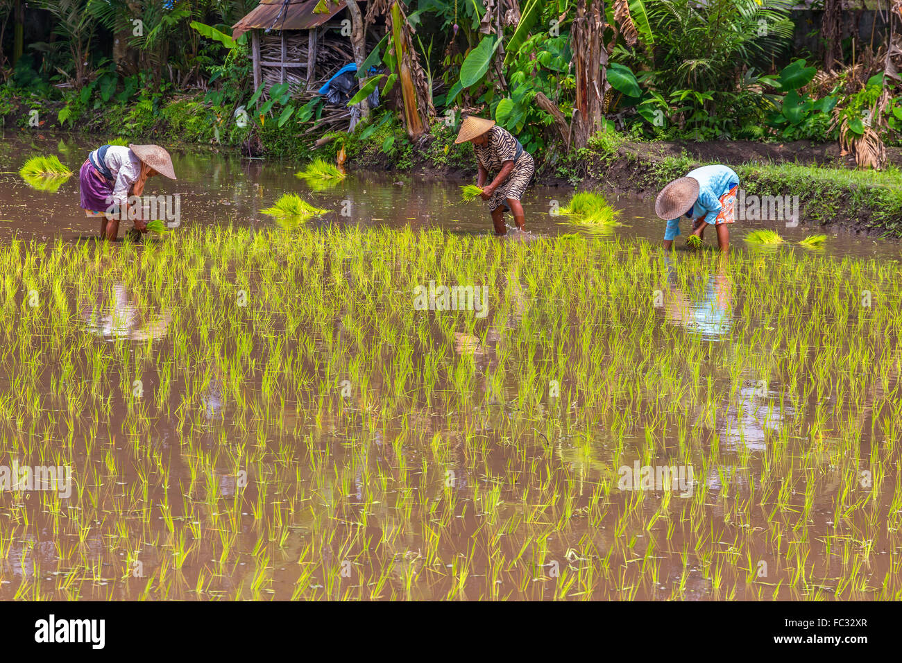 Female in rice paddy rice hi-res stock photography and images - Alamy