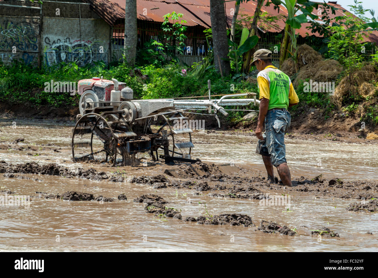 Rice tiller plant hi-res stock photography and images - Alamy