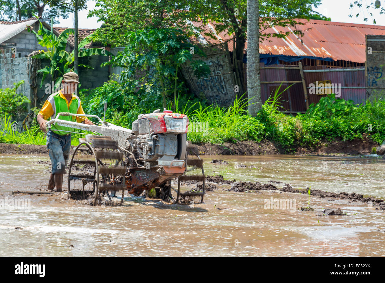 A farmer plows the paddy field for planting in a village nearby volcano ...