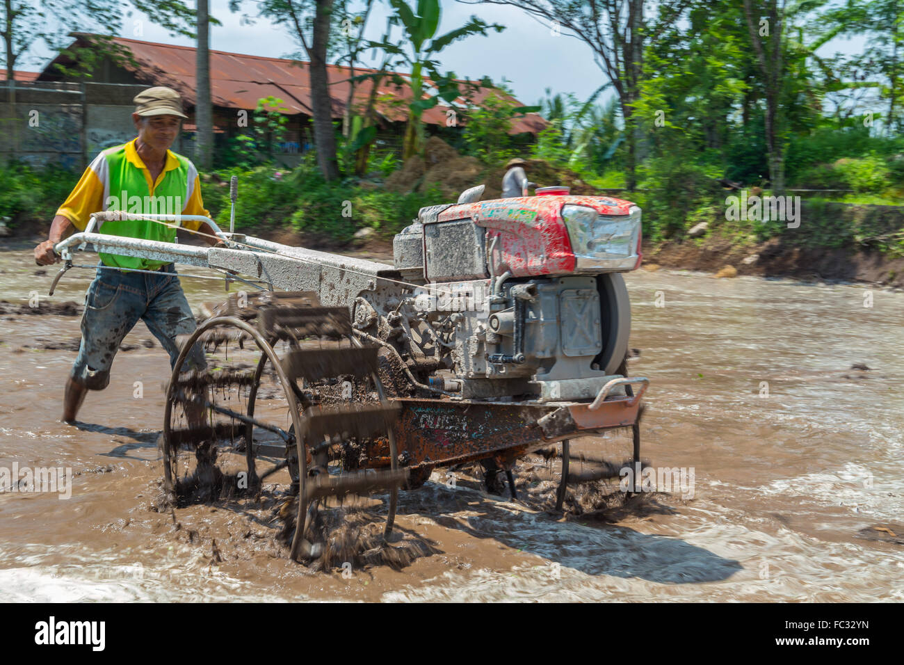 Rice tiller plant hi-res stock photography and images - Alamy