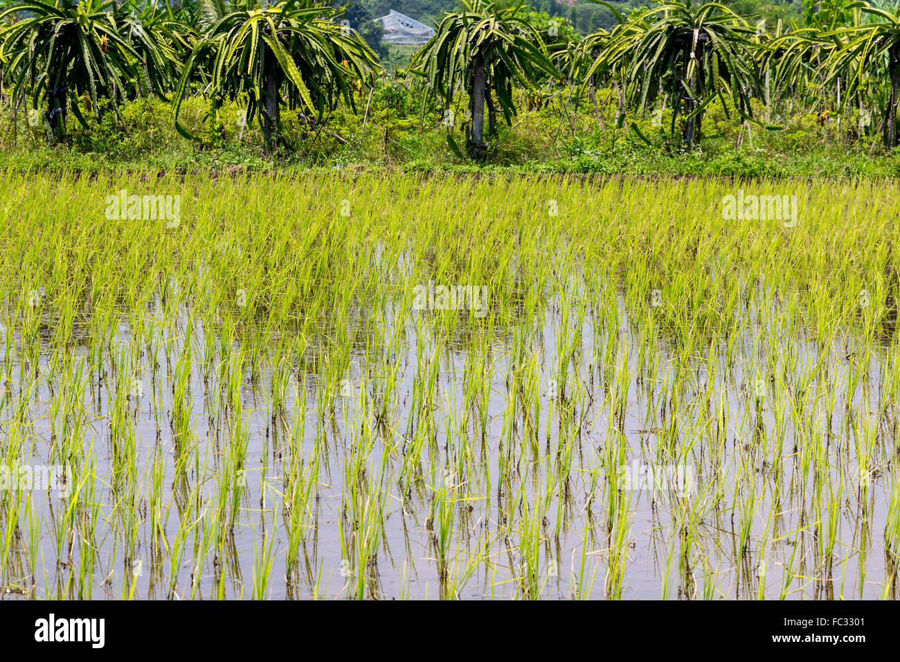 Rice paddy in a village nearby volcano Merapi. Java, Indonesia Stock ...